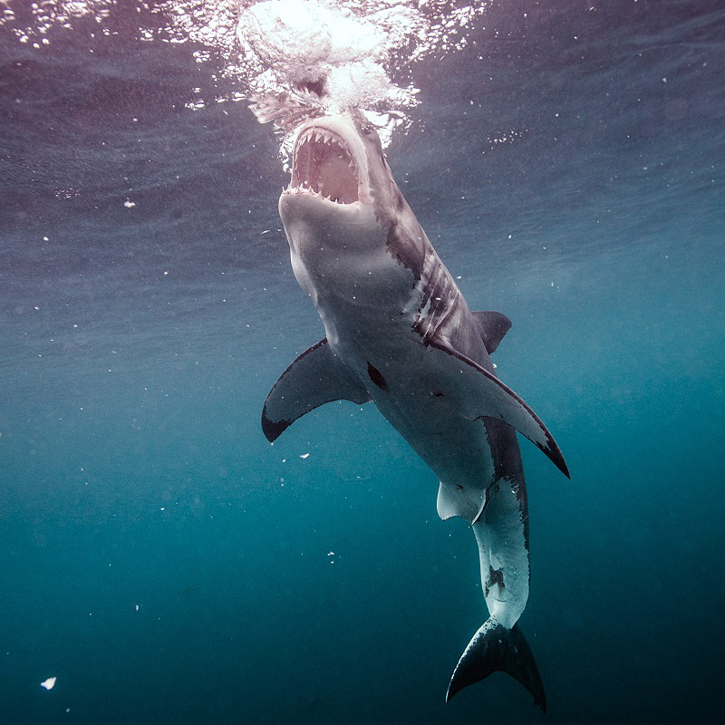 Un Requin Blanc Quon
